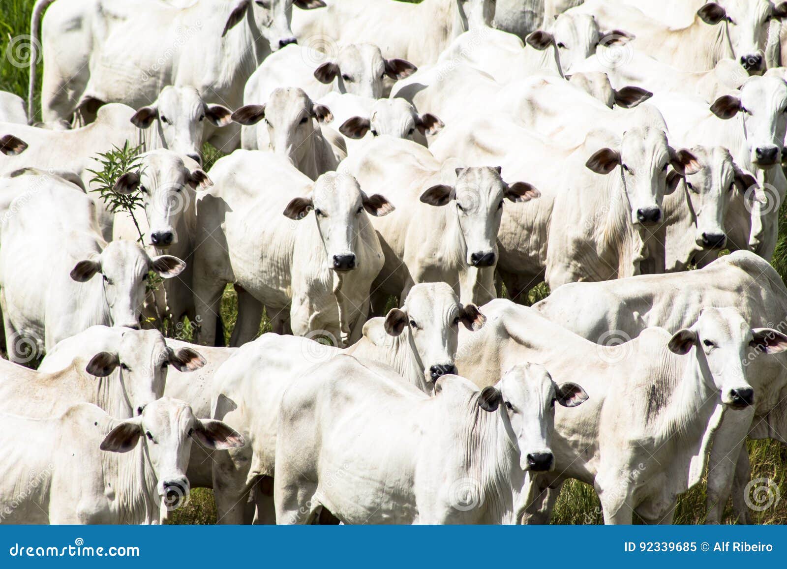 Nelore cattle stock image. Image of farming, beef, outdoor - 92339685