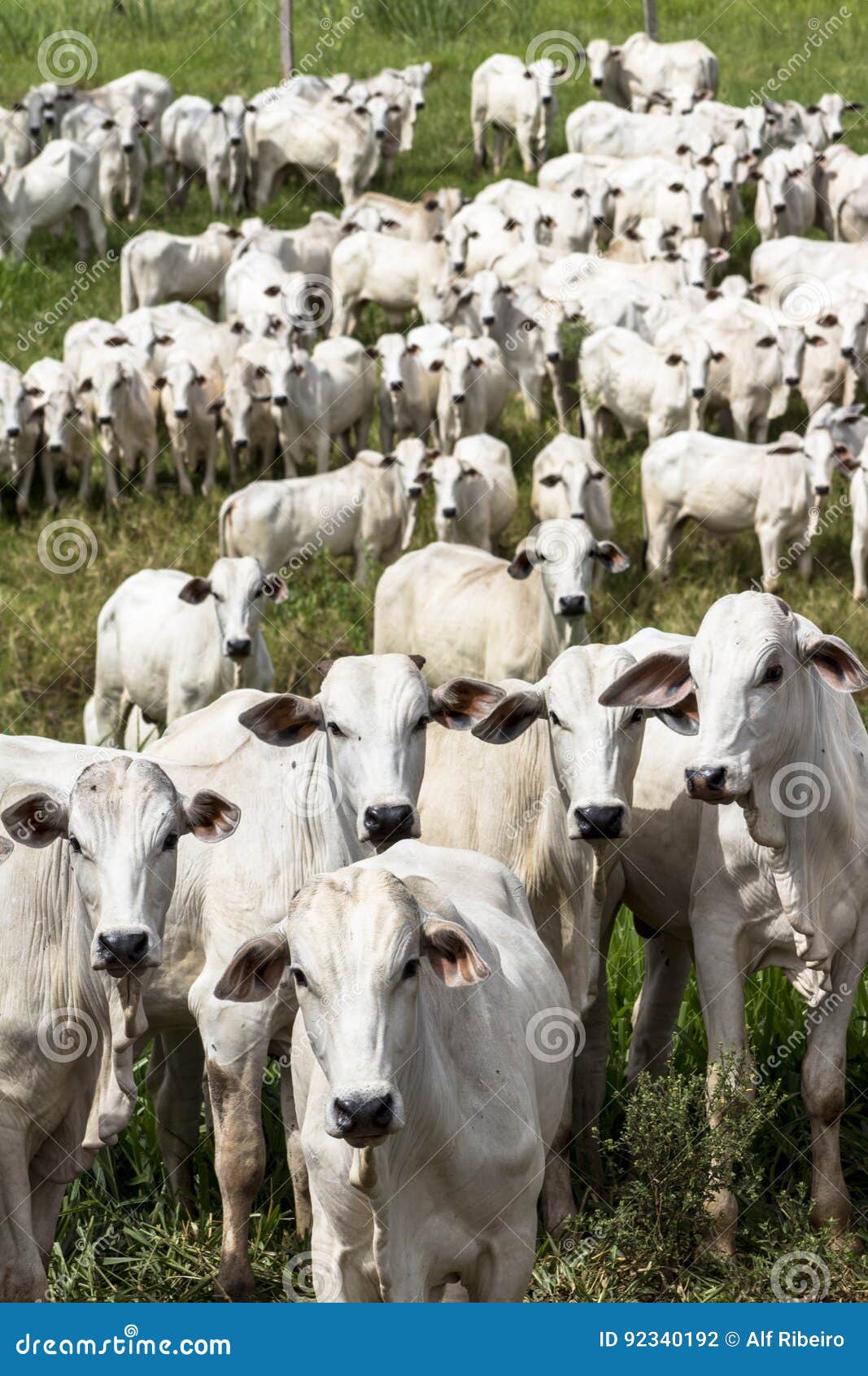 Nelore Cattle Royalty-Free Stock Photo | CartoonDealer.com #92341233