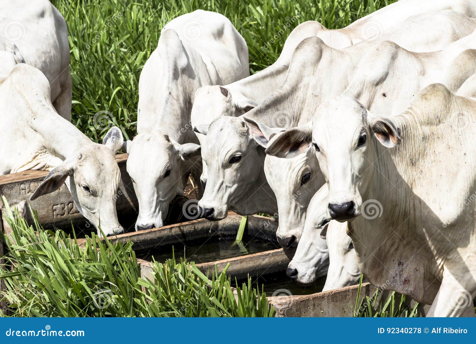 Nelore cattle stock photo. Image of outdoor, america - 92340278