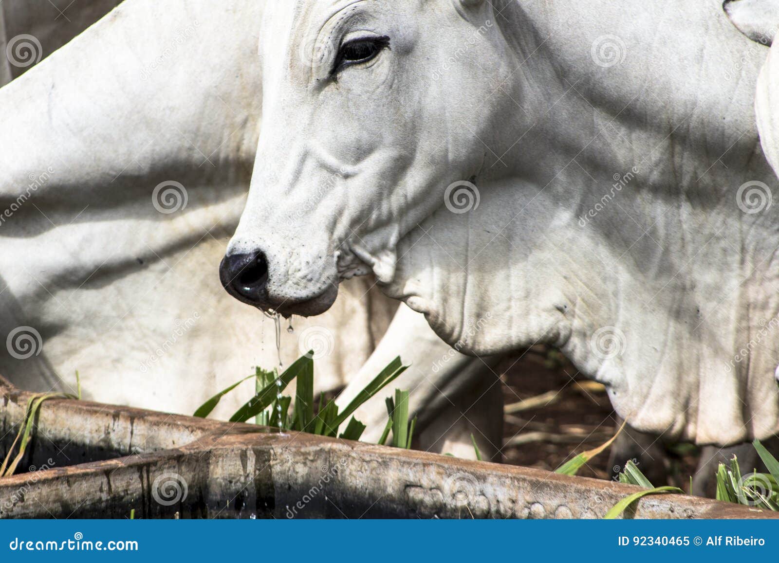 Nelore cattle stock image. Image of nelore, livestock - 92340465
