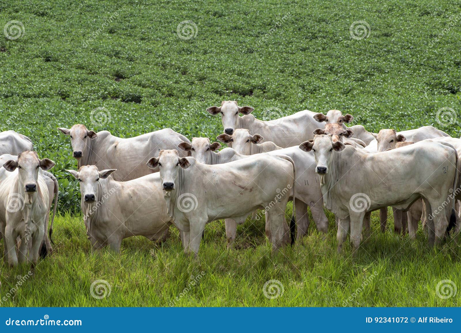 Nelore cattle stock photo. Image of america, animal, economy - 92341072