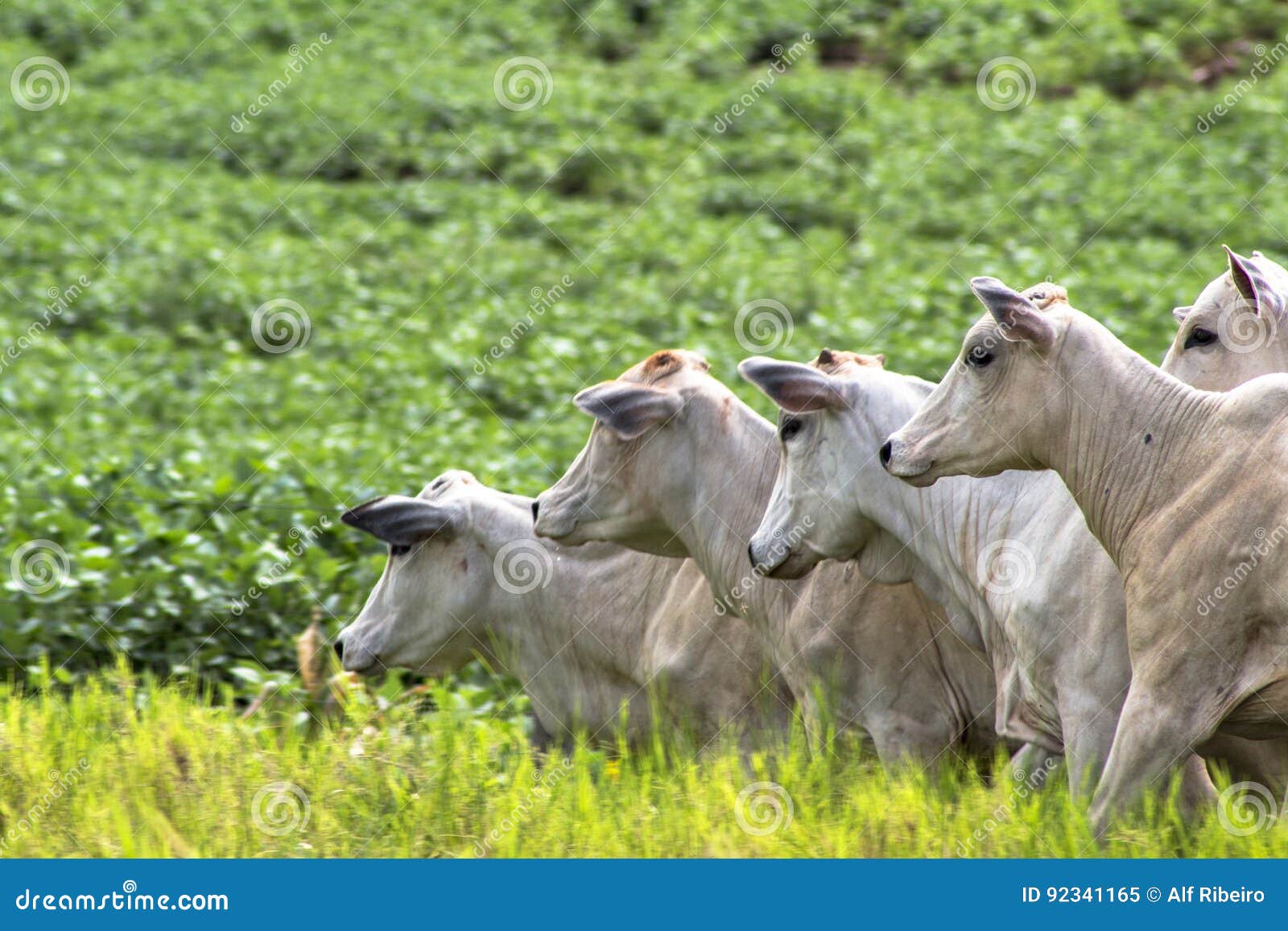 Nelore cattle stock image. Image of grazing, animal, agribusiness ...
