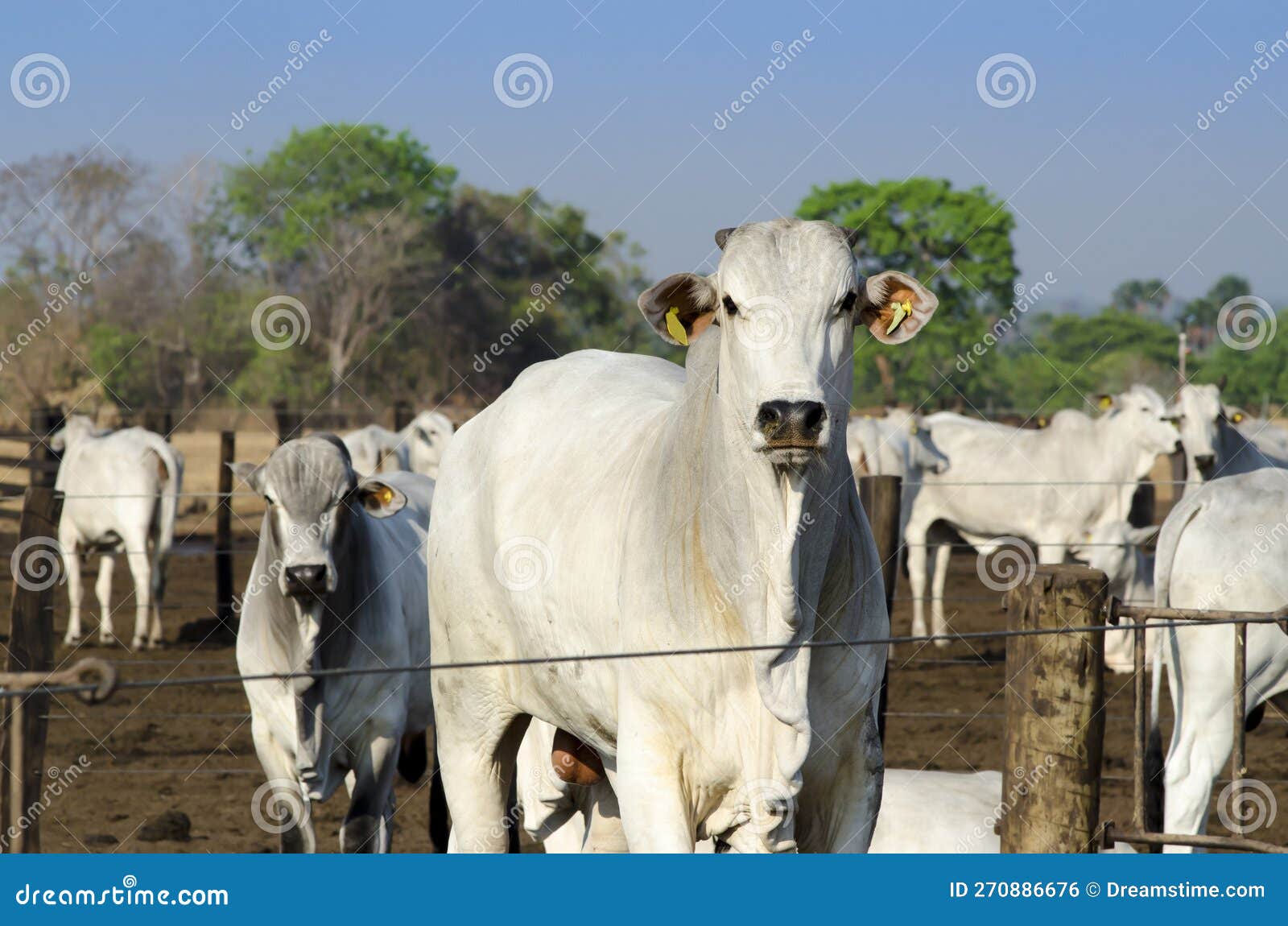 Nelore Cattle Looking at Camera in Corral, White Cow Stock Photo ...