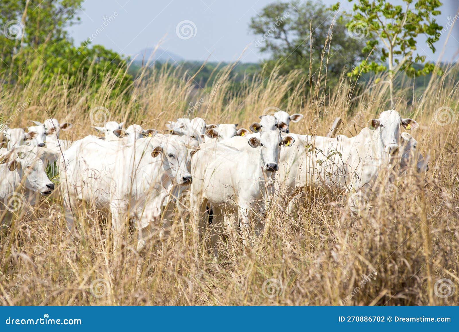 Nelore Cattle Looking at Camera on Pasture, White Cow Stock Photo ...