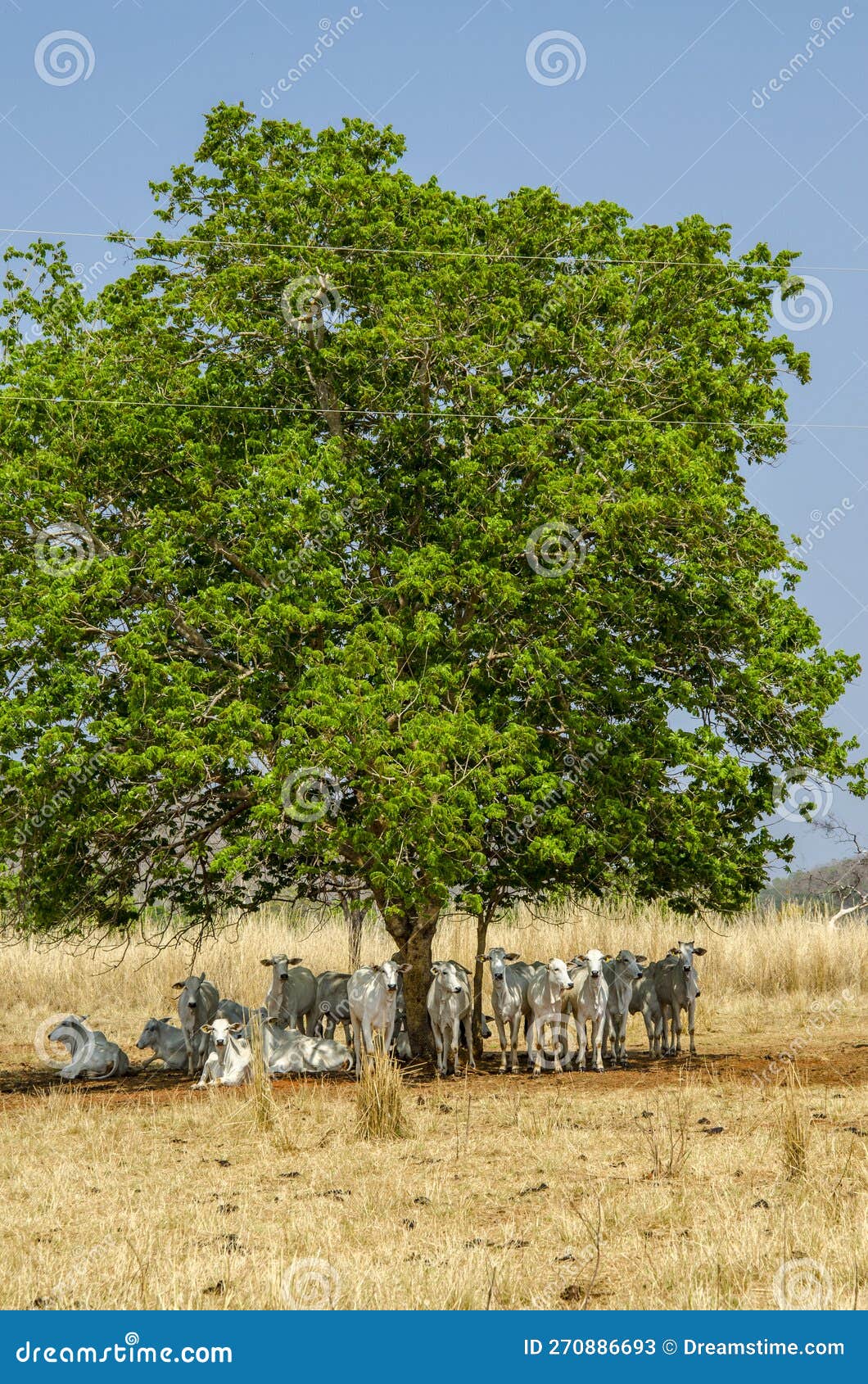Nelore Cattle Resting Under a Tree on Pasture, White Cow Stock Image ...