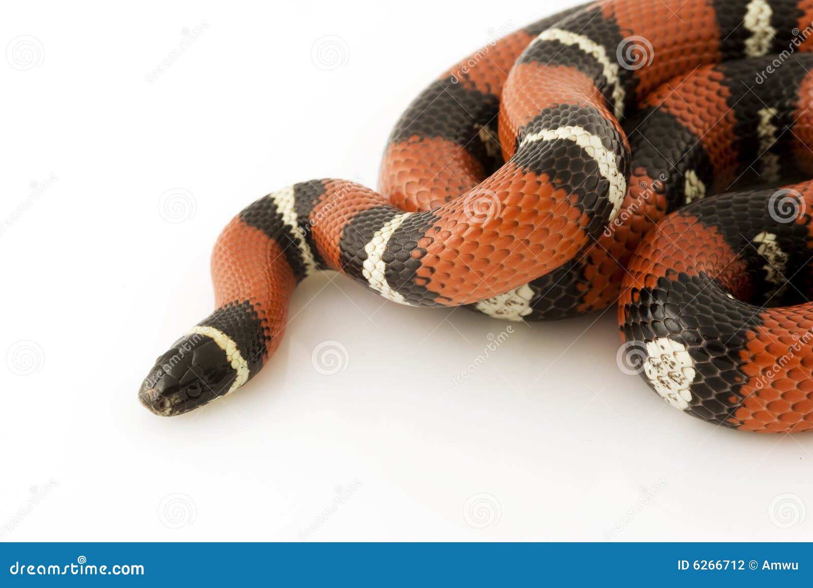Nelsonï¿½s Milk Snake stock photo. Image of pattern, sinister - 6266712
