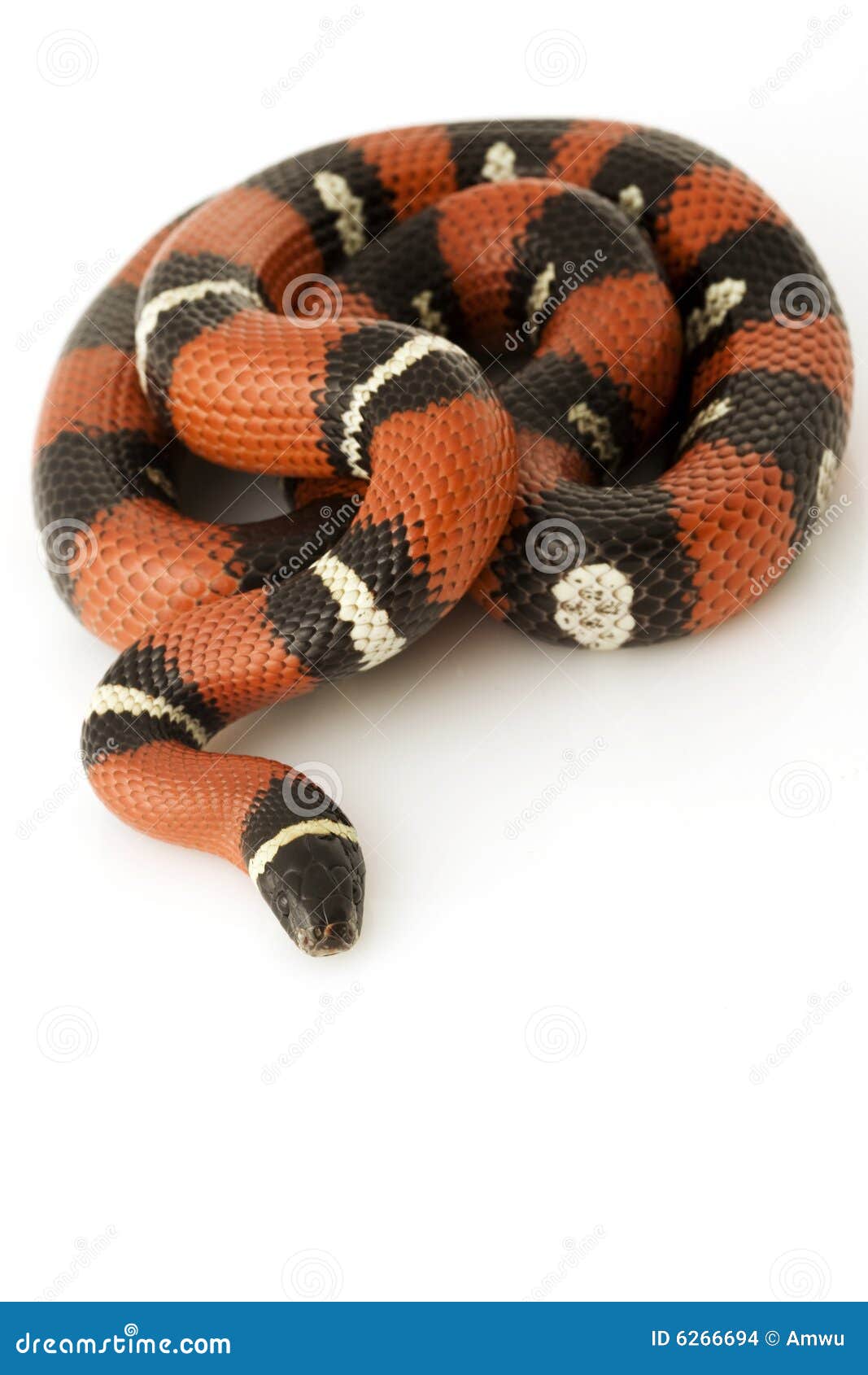 Nelsonï¿½s Milk Snake Stock Photo | CartoonDealer.com #6266694