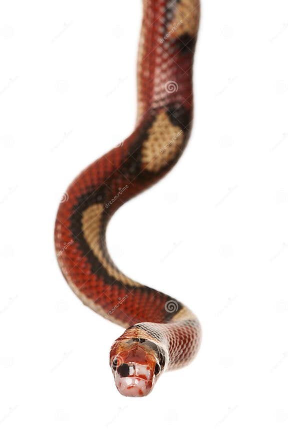Nelson S Milkshake, Slithering Stock Image - Image of animal, people ...