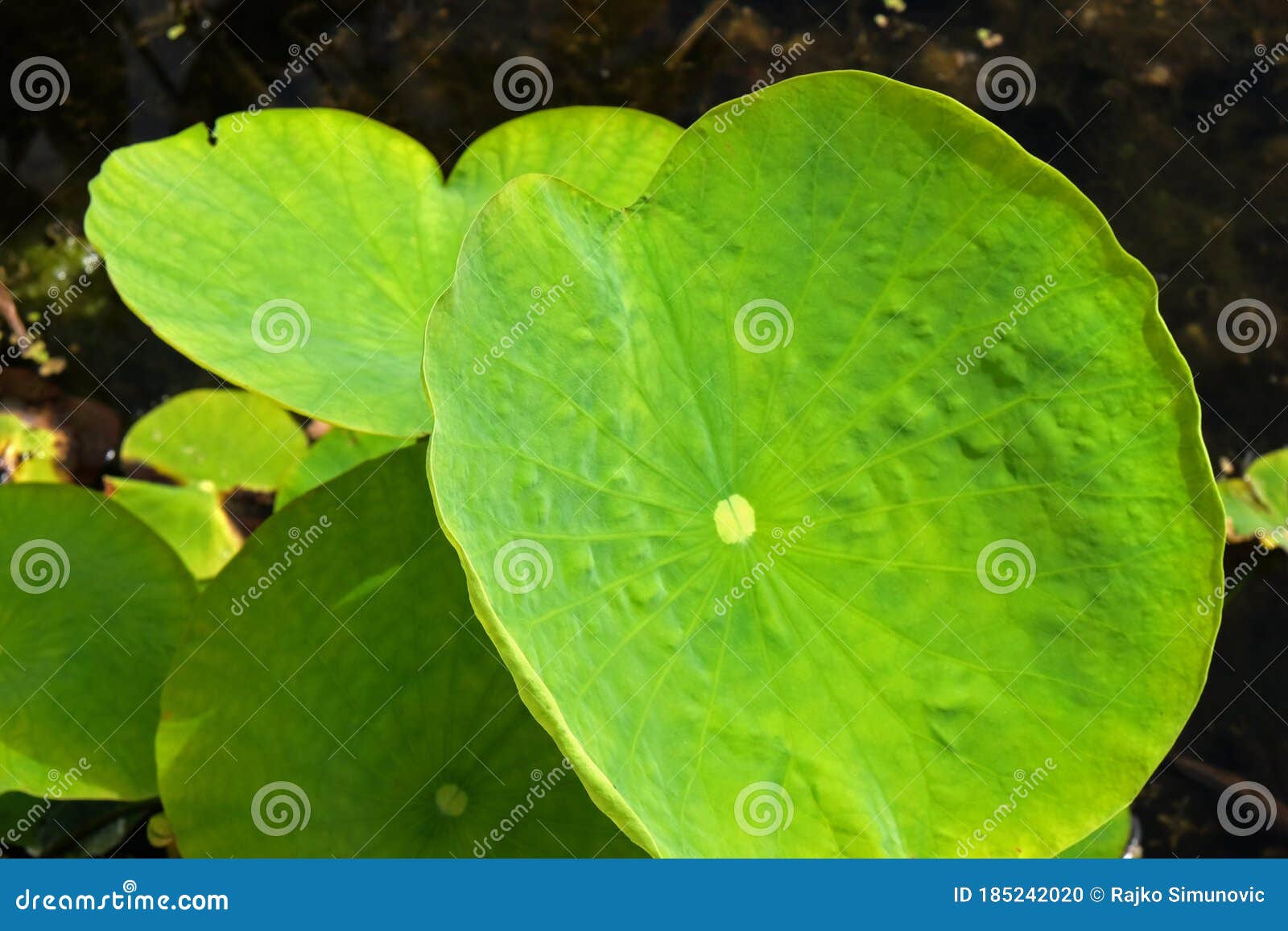 Nelumbo nucifera leaves stock photo. Image of springtime - 185242020