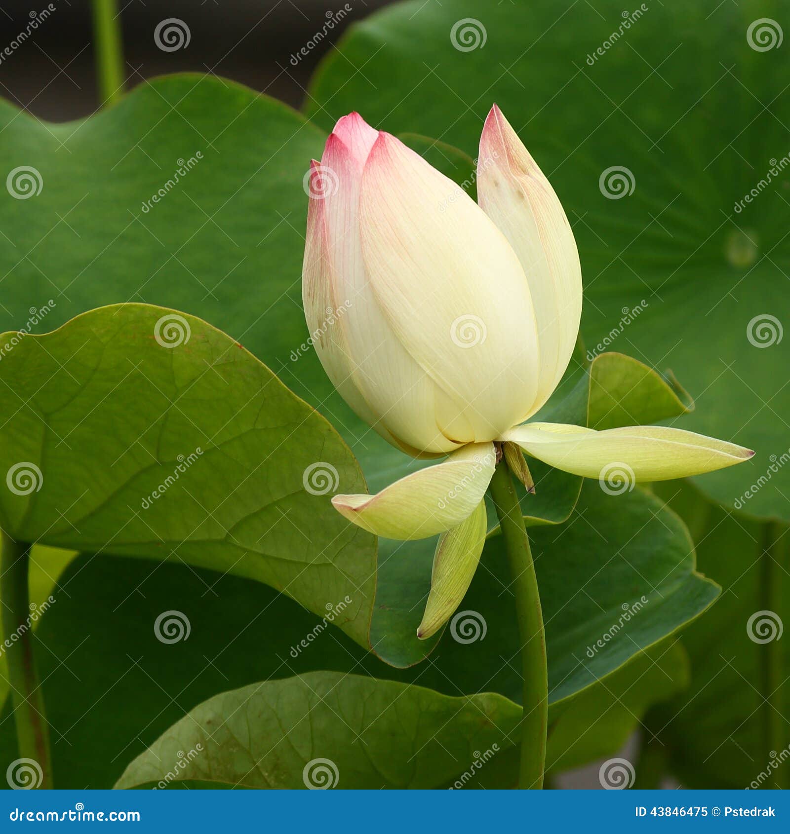 Nelumbo nucifera bud stock image. Image of exotic, leaf - 43846475