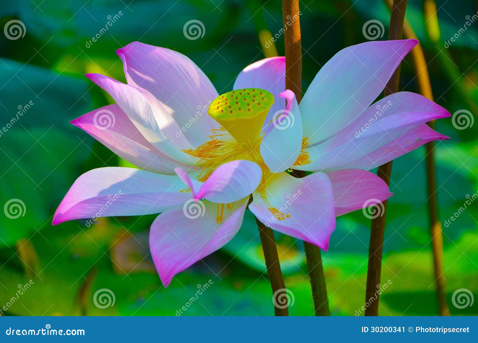 Floating water lily stock image. Image of lily, lilies - 30200341