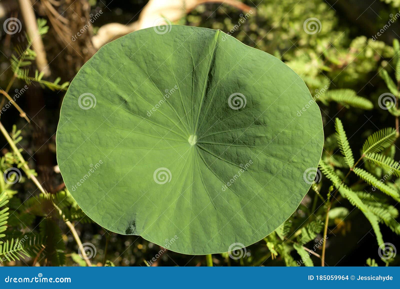 Nelumbo Nucifera Lotus Green Leaf Stock Photo - Image of green, nature ...