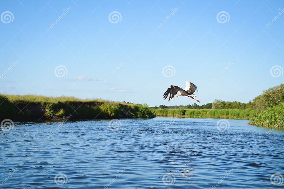 Neman river stock photo. Image of bird, belarus, forest - 55292506