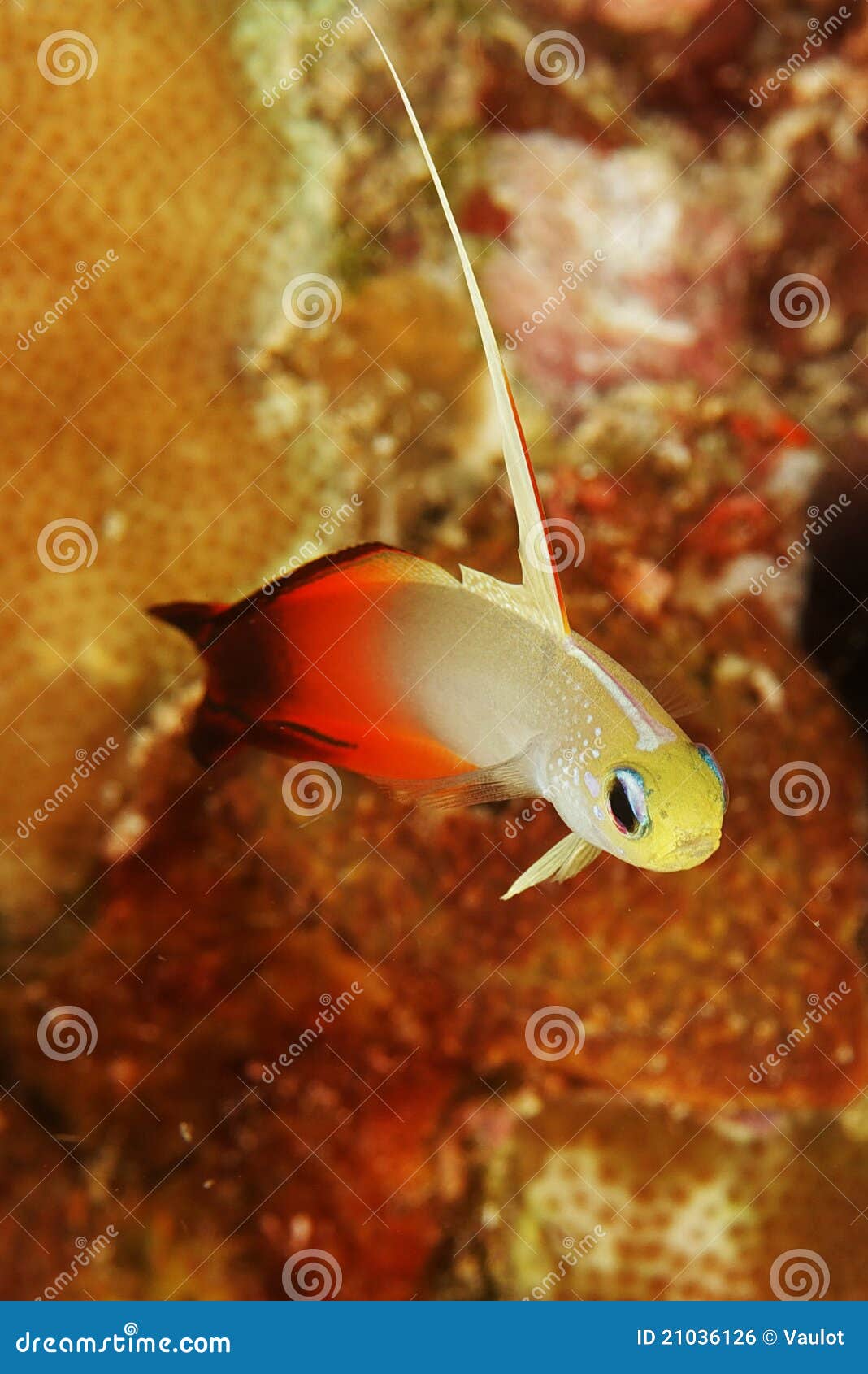 Nemateleotris Magnifica - Red Fire Goby Stock Photo - Image of pacific ...
