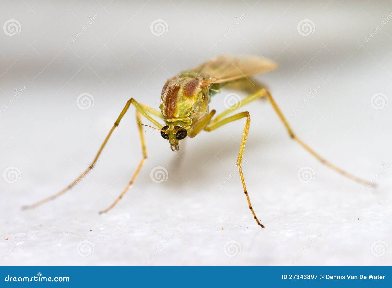 Nematocera stock afbeelding. Image of kleur, achtergrond - 27343897