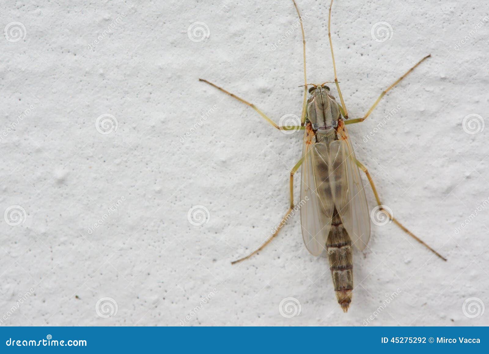 Nematocera stock photo. Image of white, insect, nematocera - 45275292
