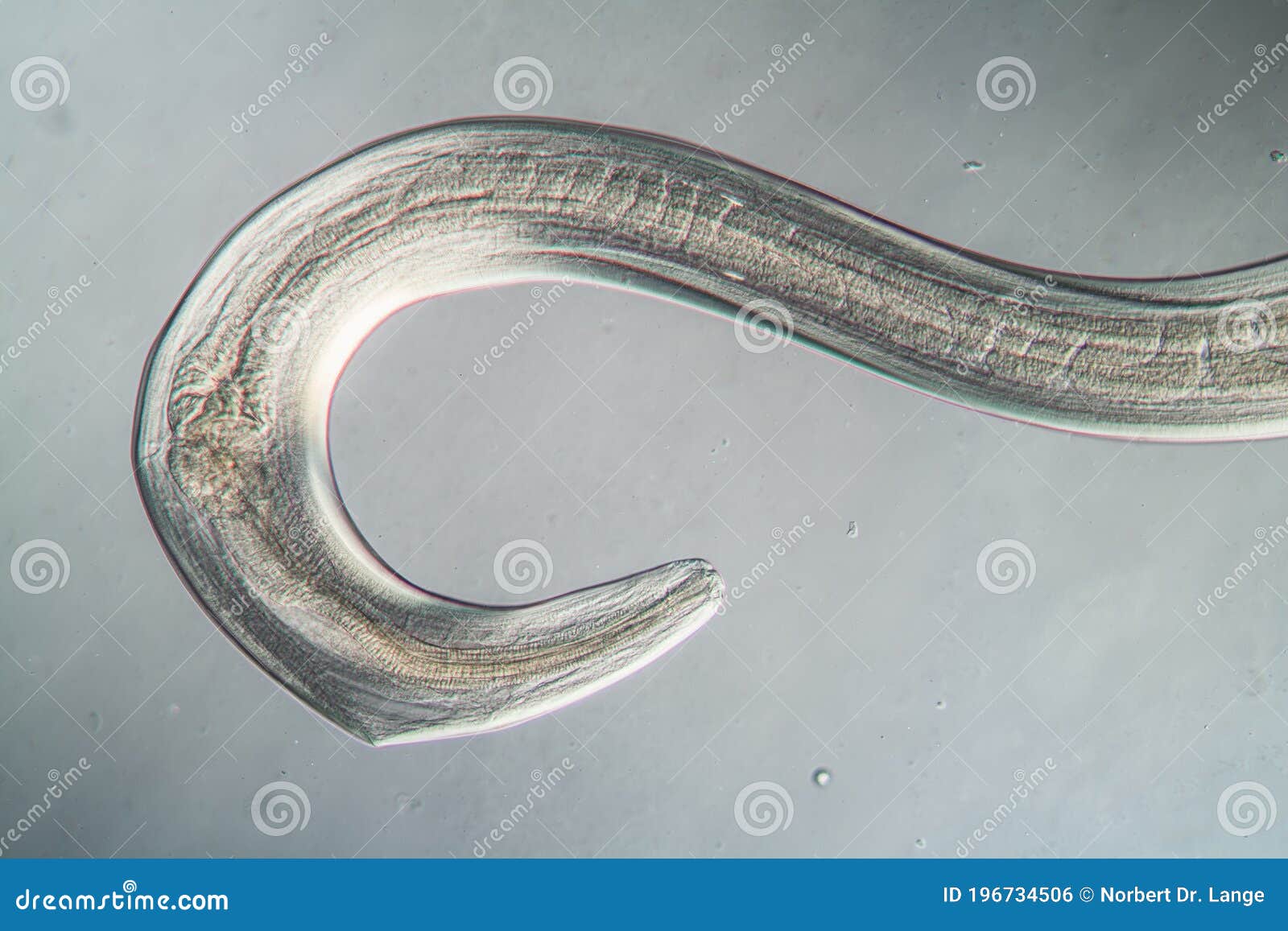Nematode Parasitic worm stock photo. Image of magnification - 196734506
