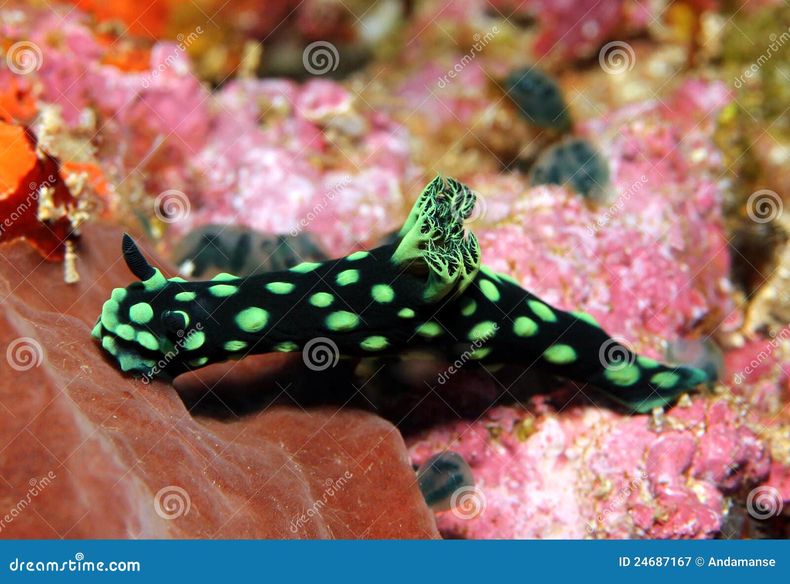 Nembrotha Cristata stock image. Image of neon, indonesia - 24687167