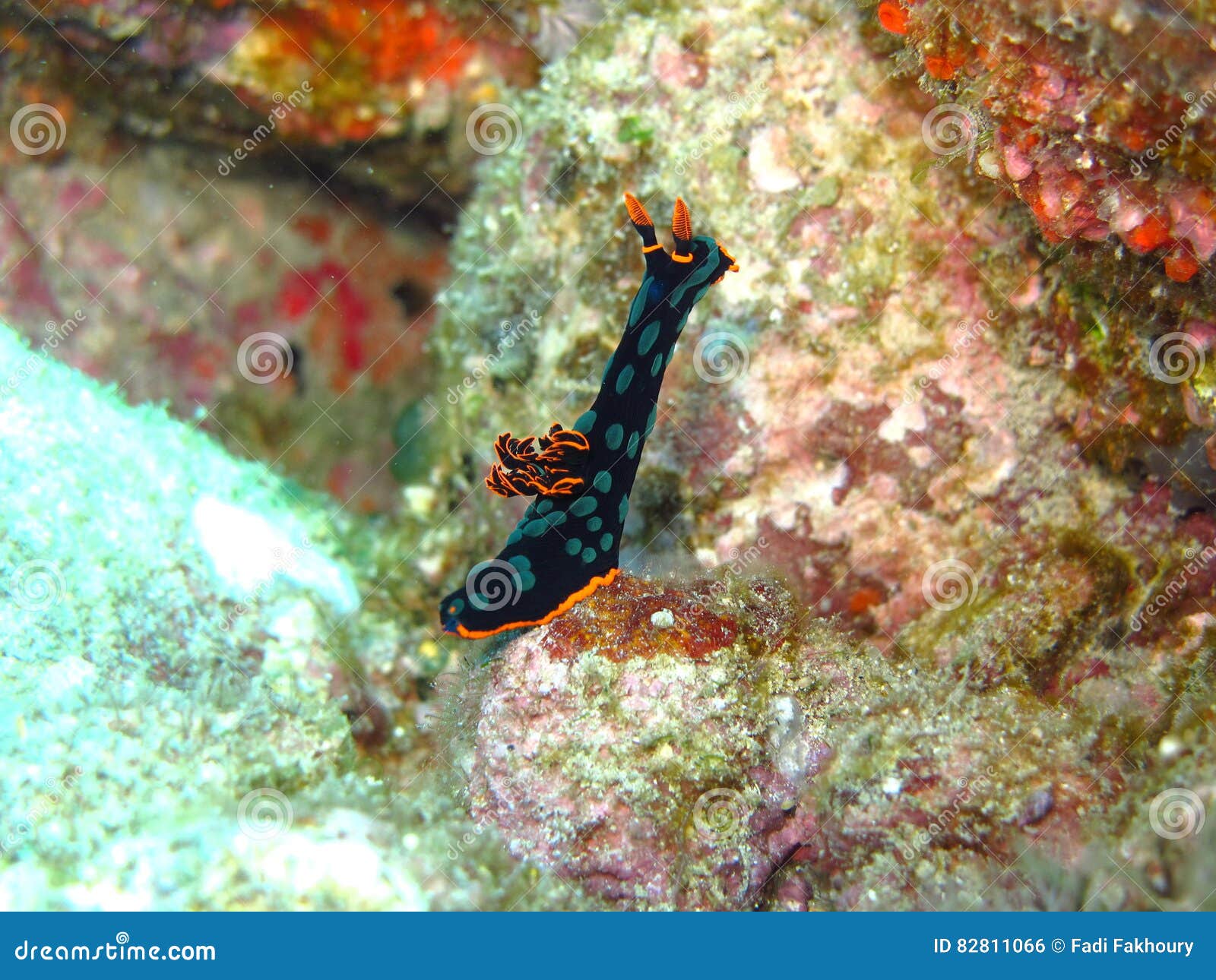 Nembrotha Noir Et Vert - Variable Neon Slug Stock Photo - Image of fish ...