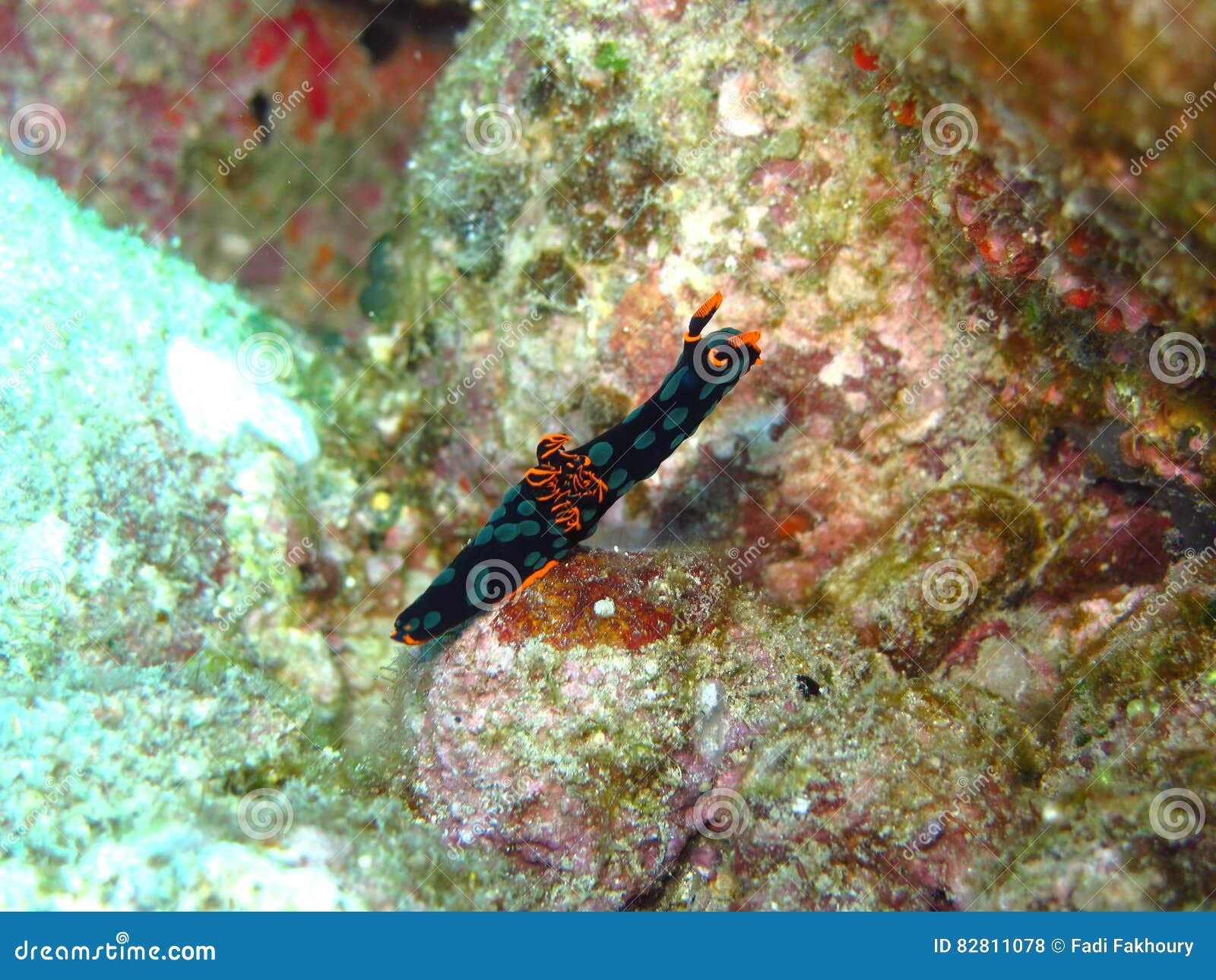 Nembrotha Noir Et Vert - Variable Neon Slug Stock Photo - Image of ...