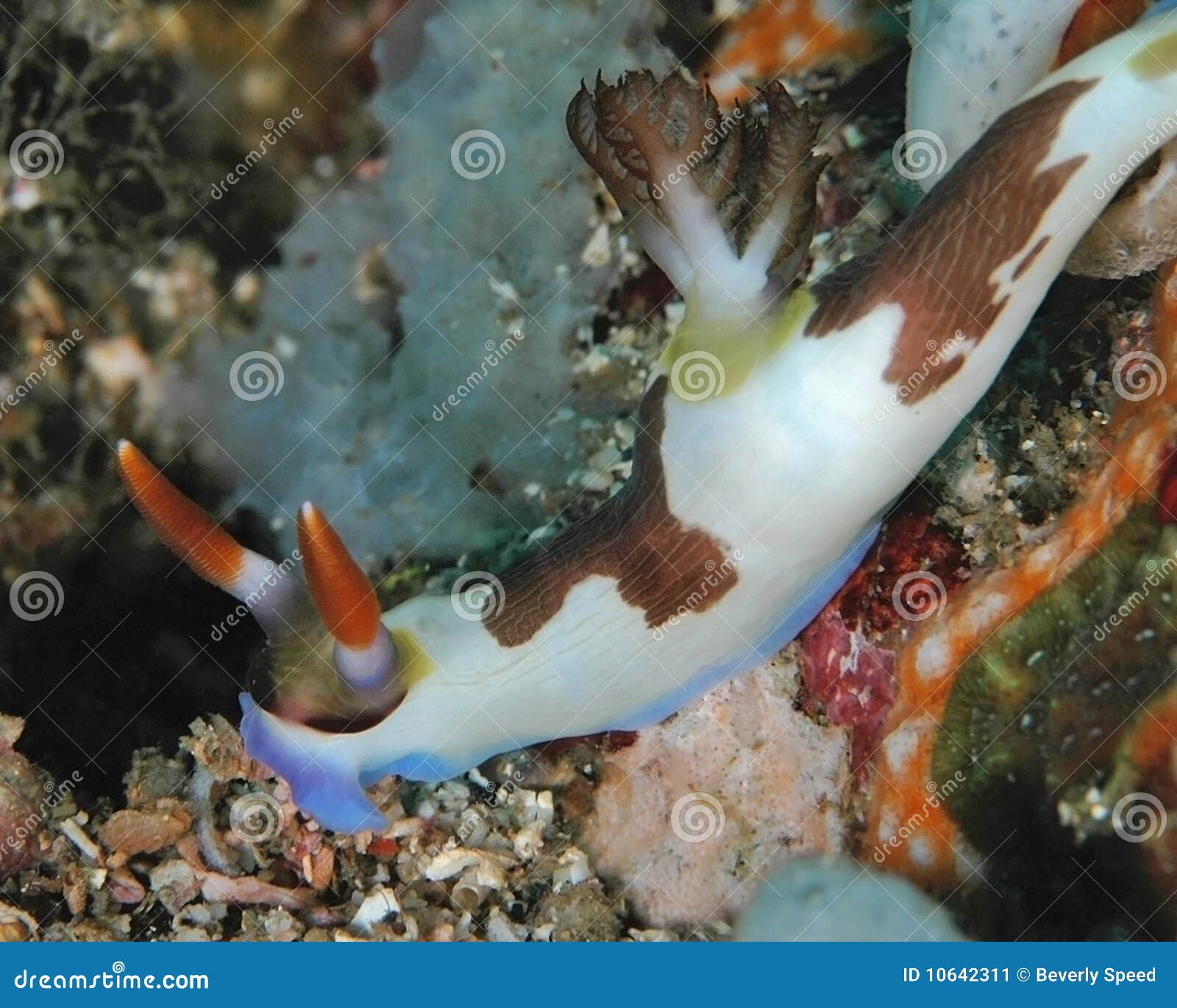 The Nudibranch Polyceridae Mabul Thecacera During A Leisure Dive In ...