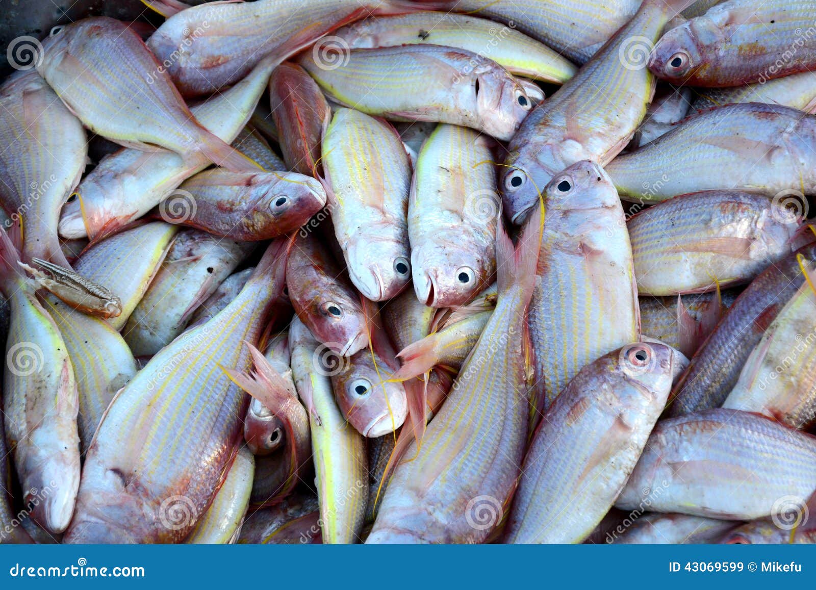 Nemipterus fish stock image. Image of hundreds, nature - 43069599
