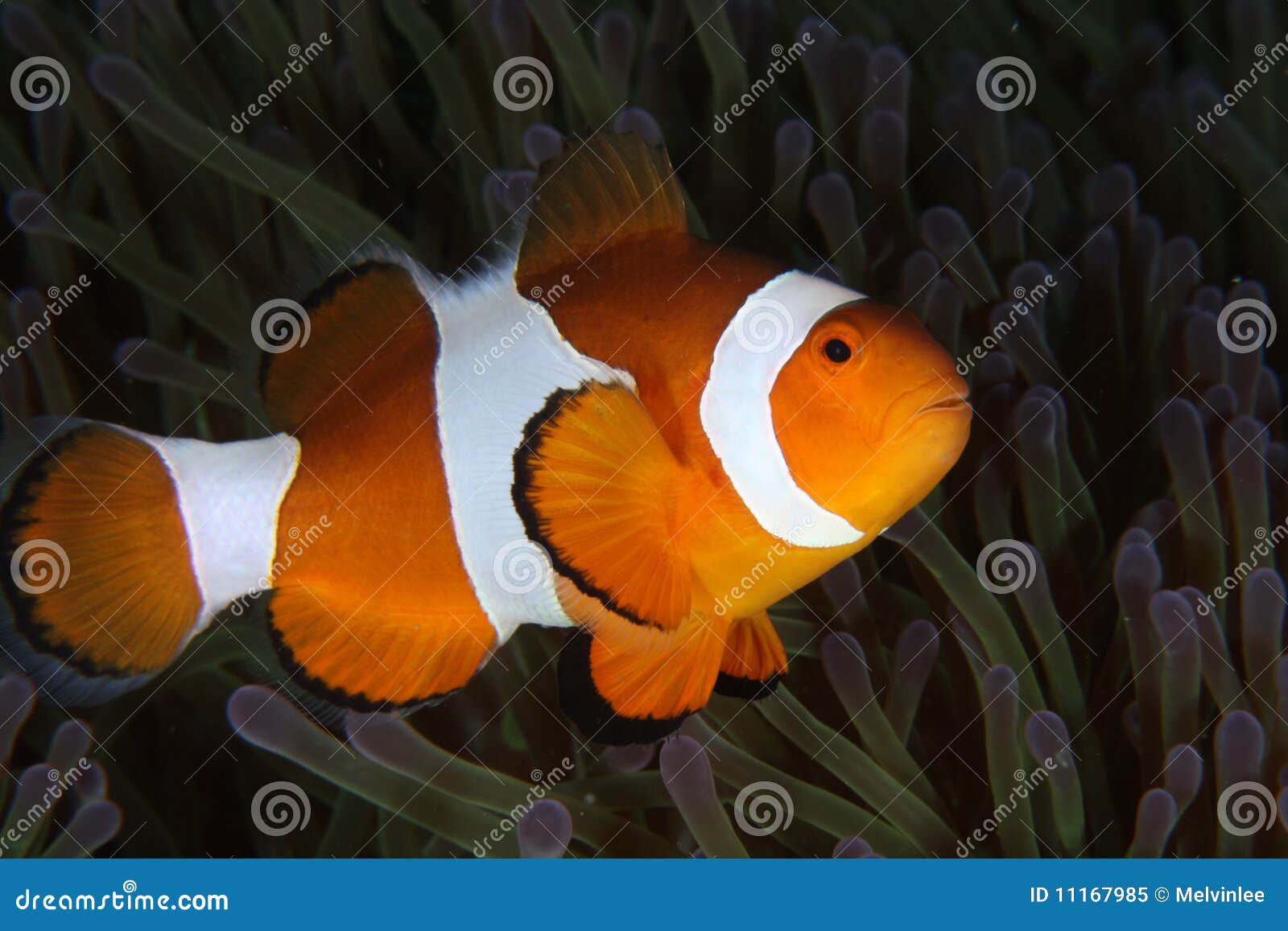 Nemo stock image. Image of striped, fish, nature, anemone - 11167985