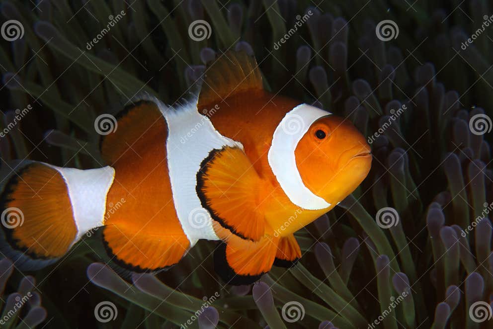 Nemo stock image. Image of striped, fish, nature, anemone - 11167985