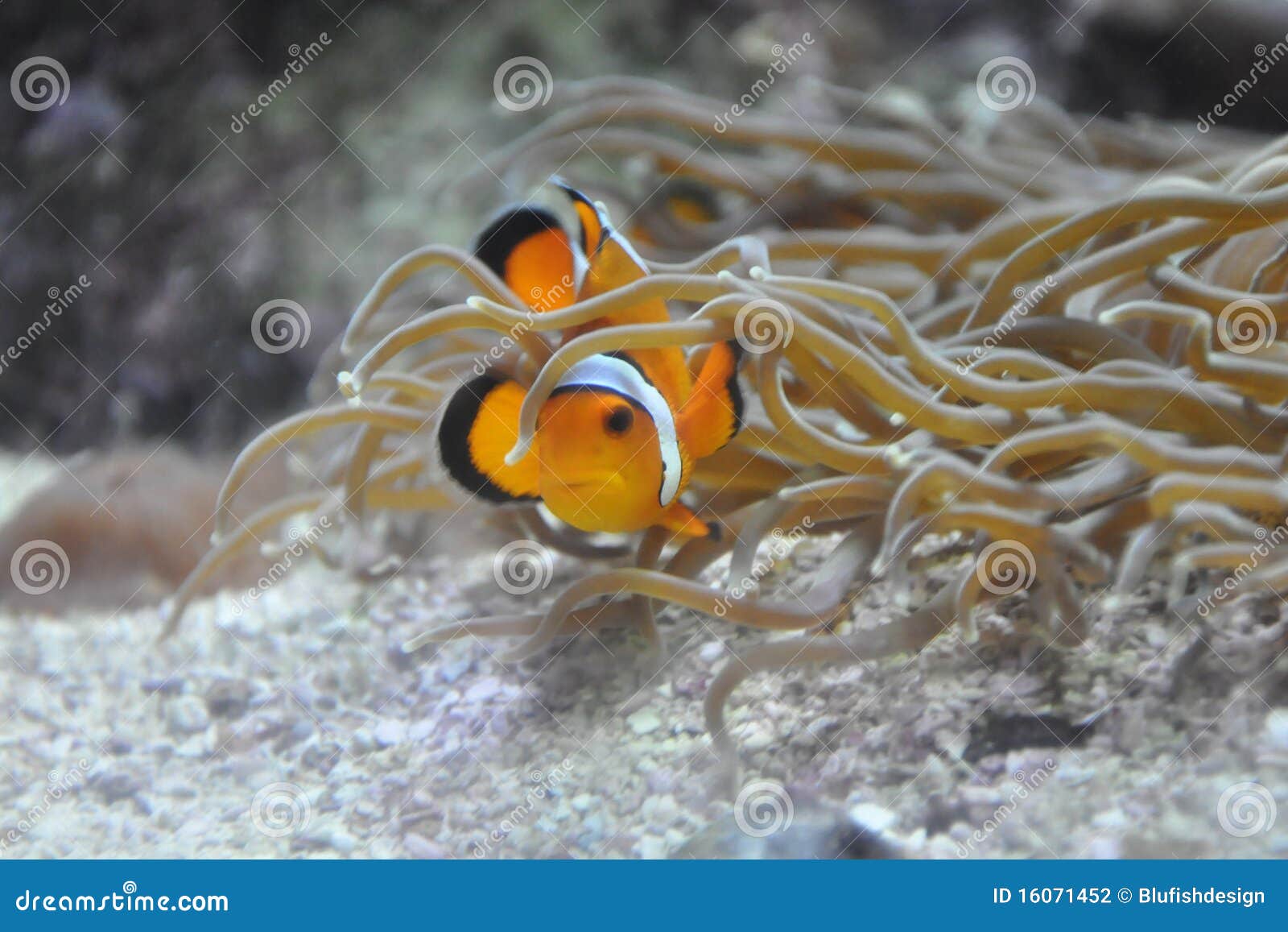 Nemo stock photo. Image of color, fins, swim, horizontal - 16071452