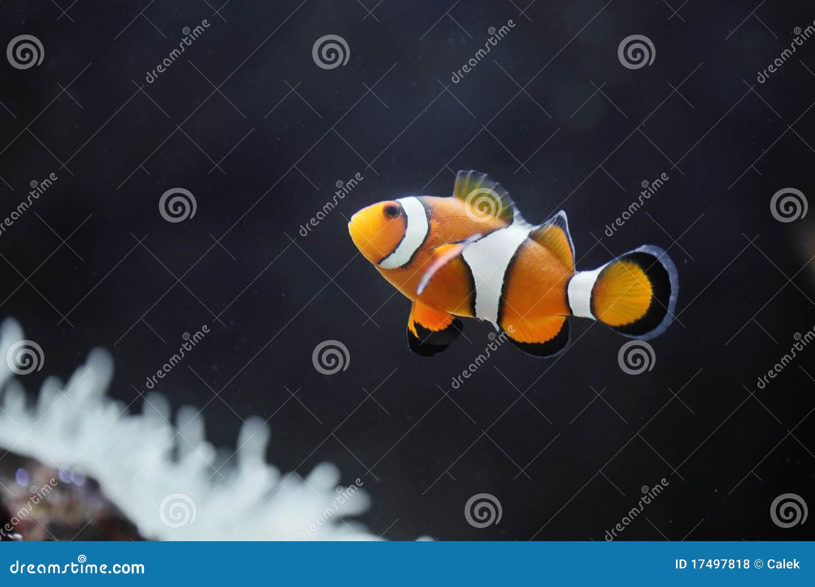 Nemo stock photo. Image of aquarium, macro, aquatic, orange - 17497818