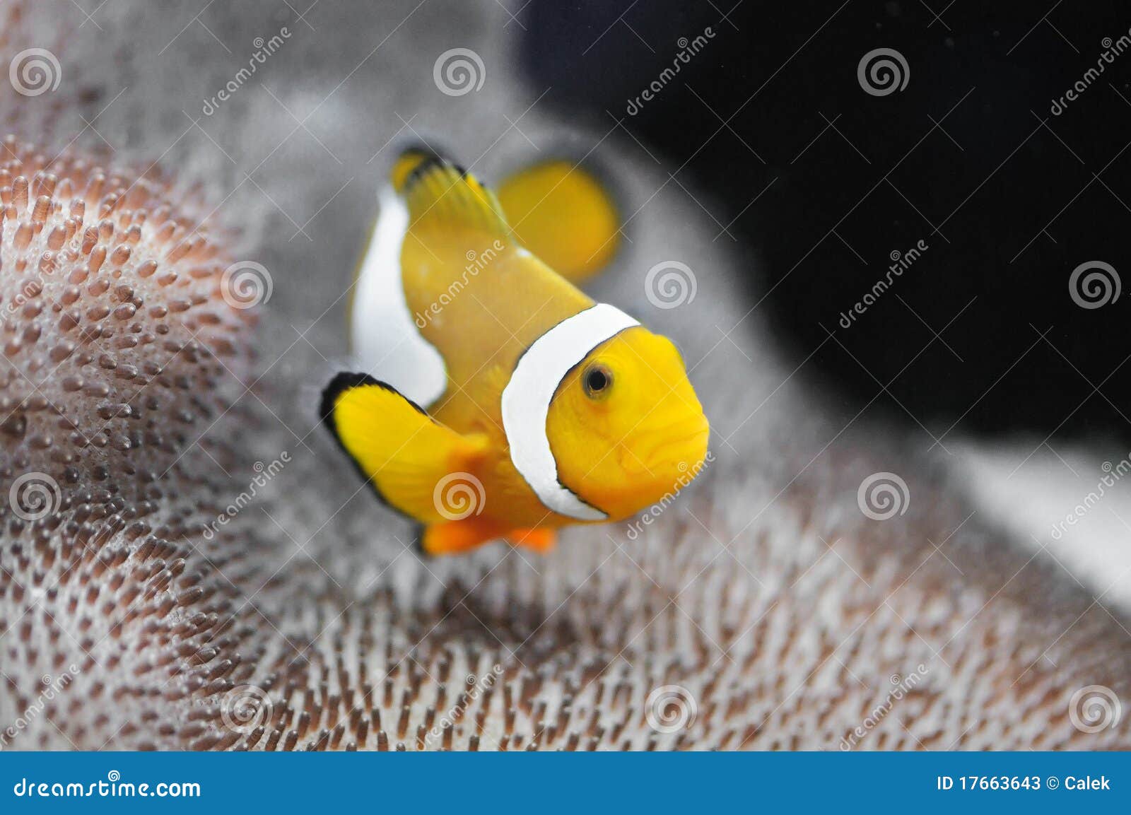 Nemo imagen de archivo. Imagen de profundamente, pescados - 17663643