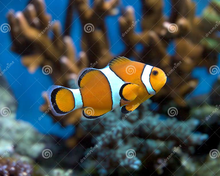 Nemo 2 stock image. Image of orange, stripes, ocean, clownfish - 475115