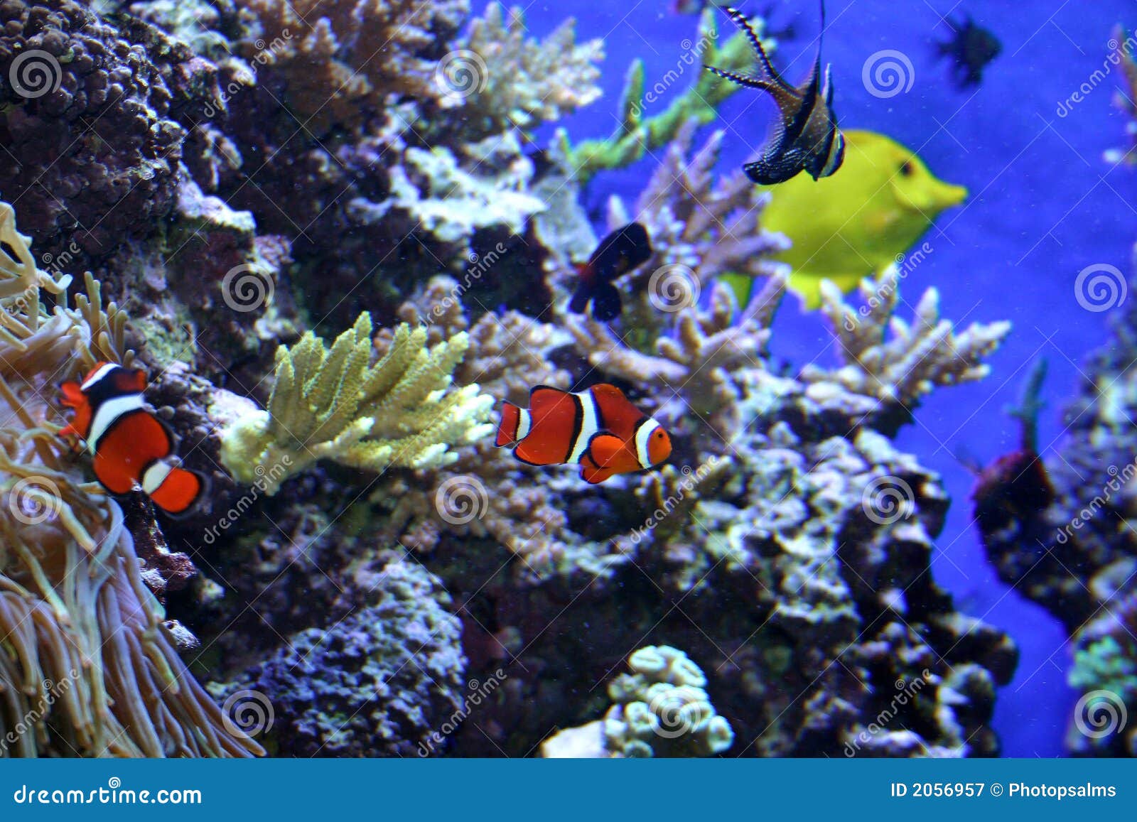 Nemo stock image. Image of animals, aquarium, nature, tropical - 2056957