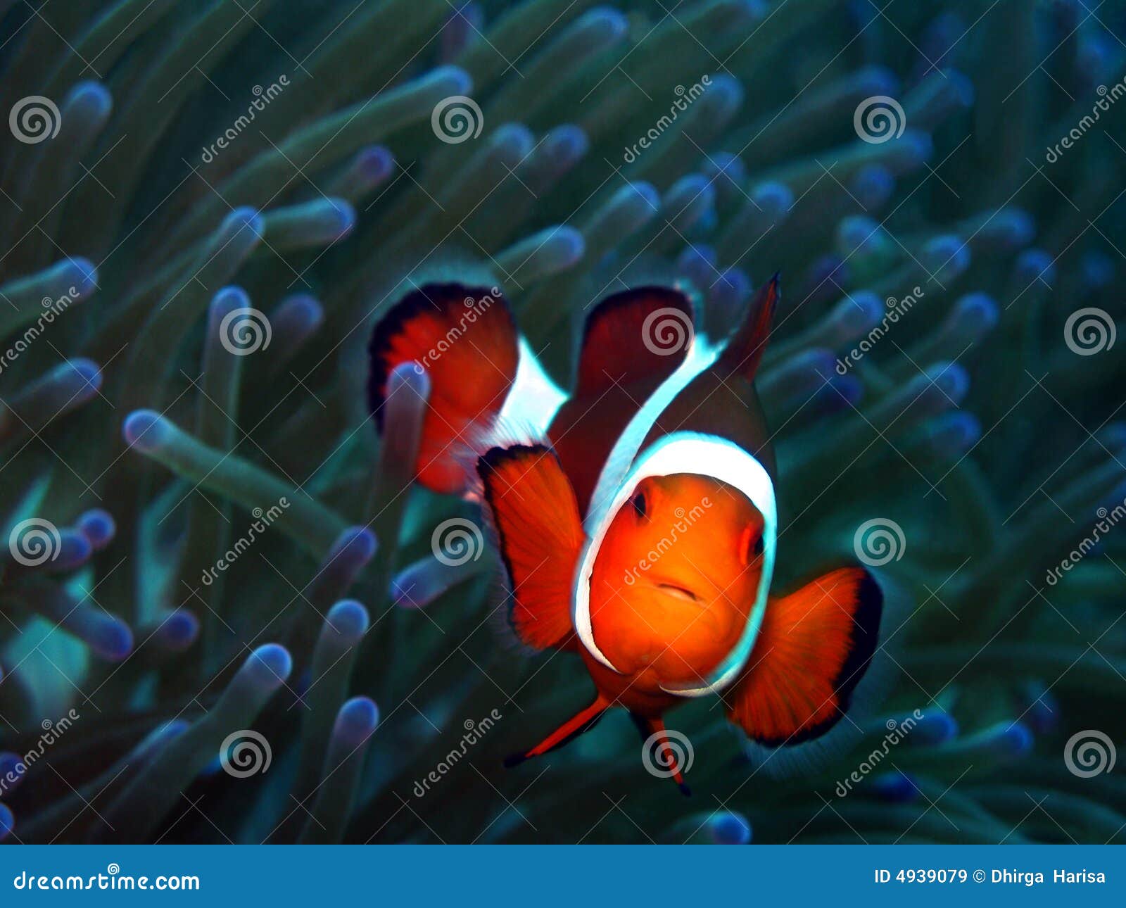 Nemo Royalty-Free Stock Photography | CartoonDealer.com #619595