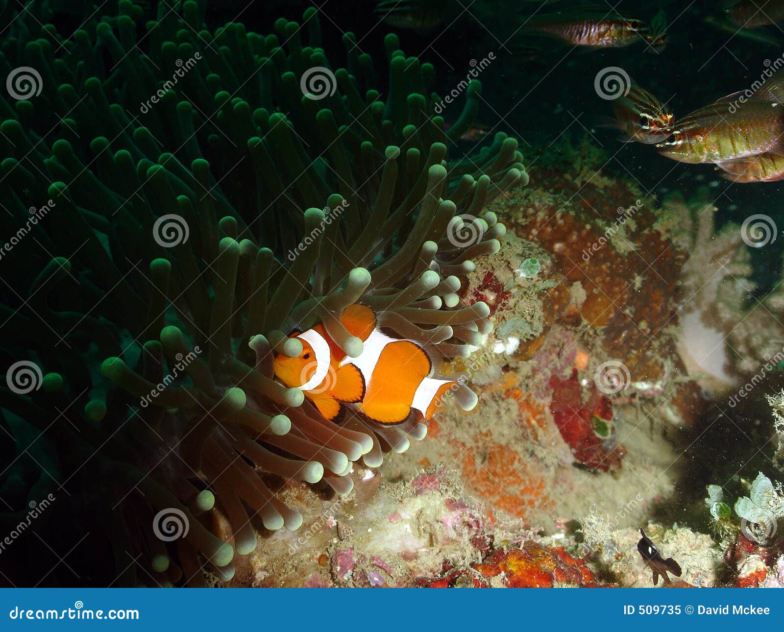 Nemo stock image. Image of travel, asia, coral, soft, inderwater - 509735