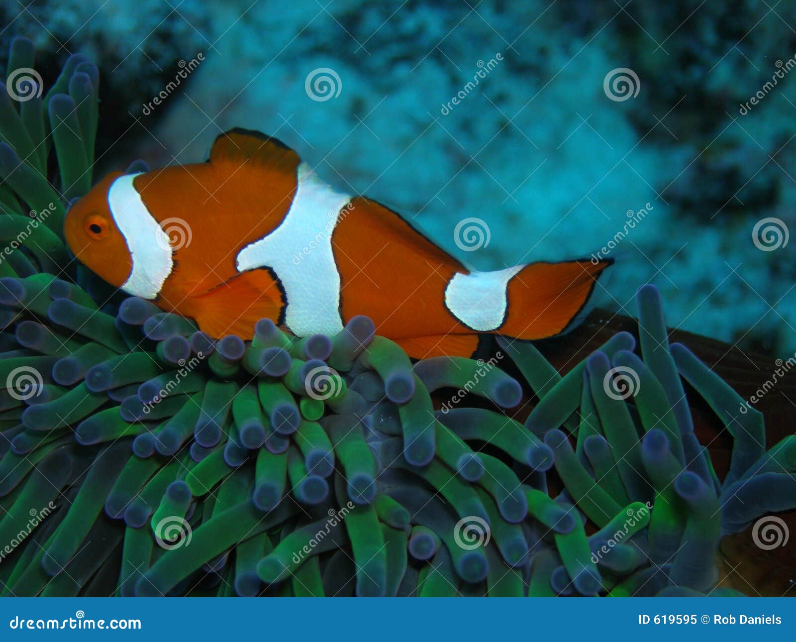 Nemo Royalty-Free Stock Photography | CartoonDealer.com #619595