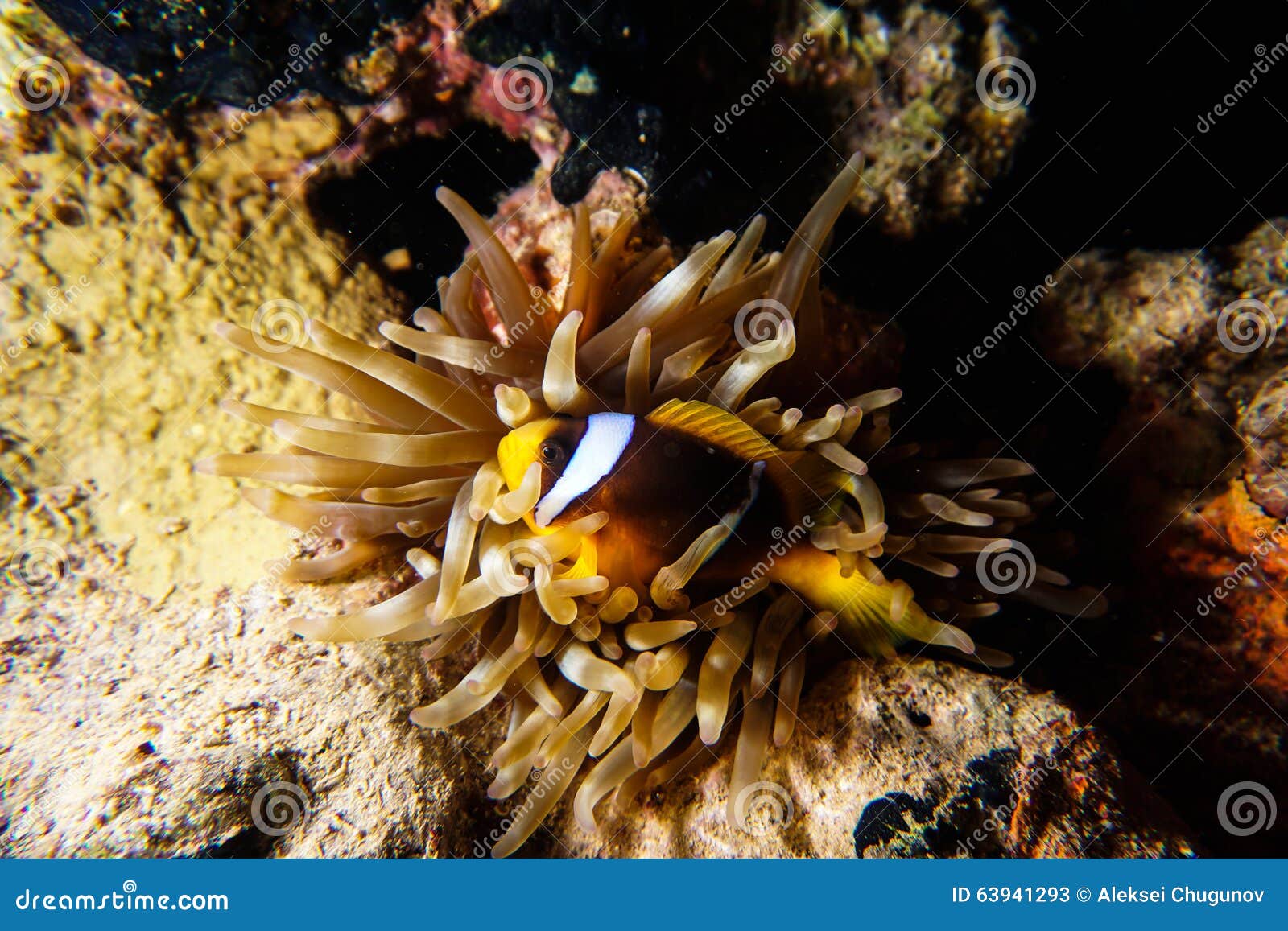 Nemo in anemone immagine stock. Immagine di bruciante - 63941293