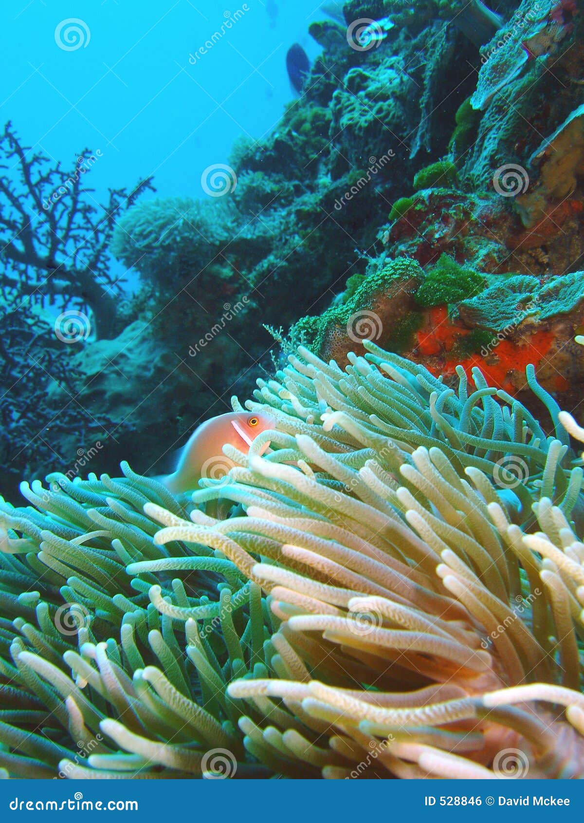 Nemo, Anemone Della Moffetta Fotografia Stock - Immagine di esterno ...