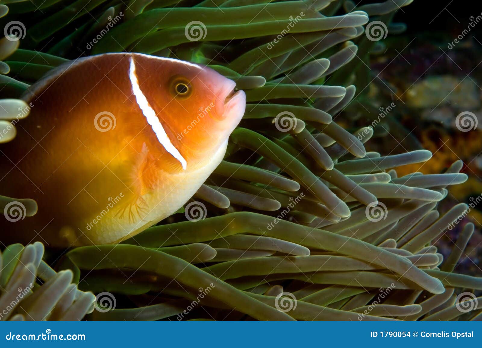 Nemo Anemone Fish Indonesia Sulawesi Stock Photo - Image of sport ...