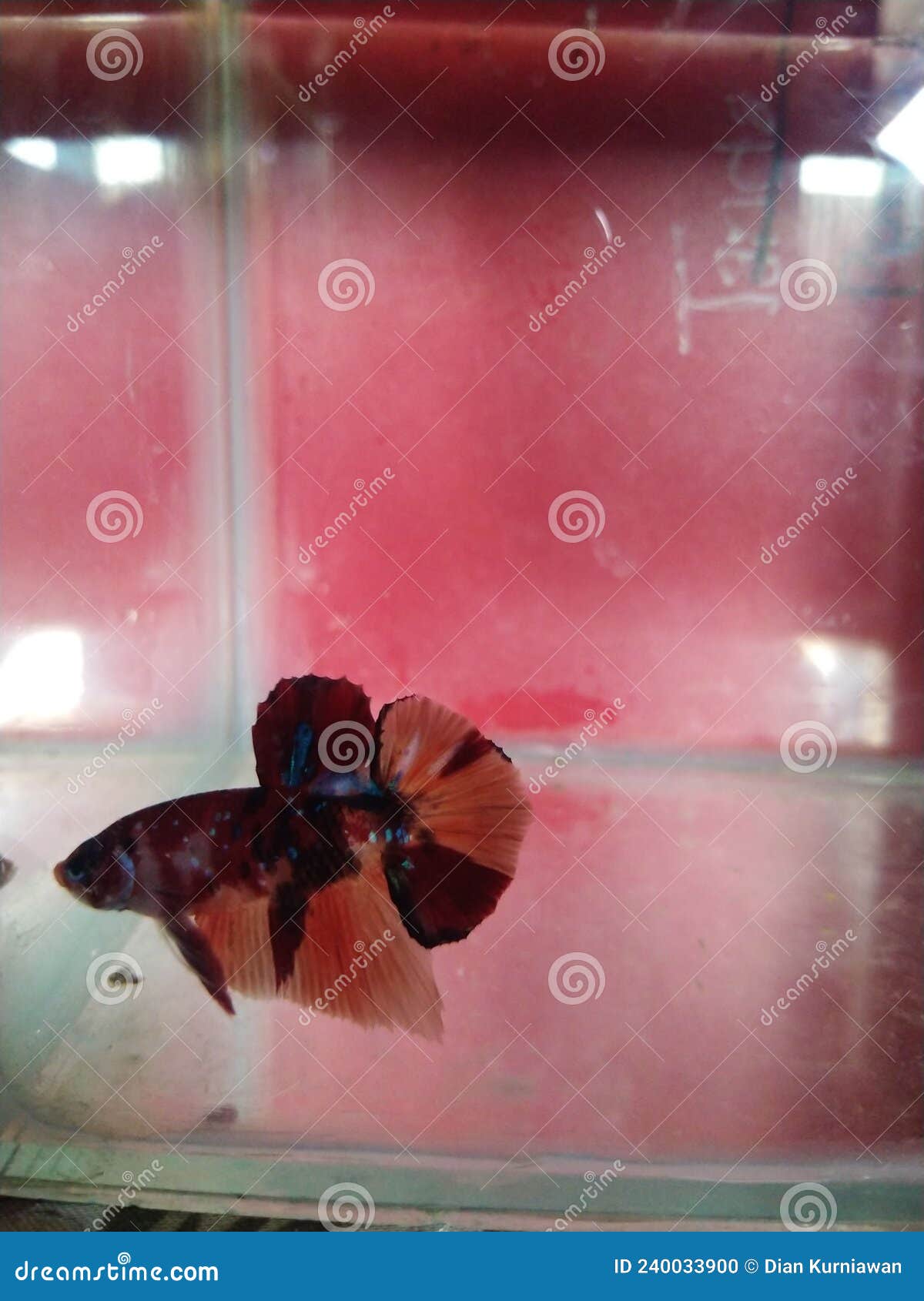 Nemo betta fish stock photo. Image of purple, plant - 240033900