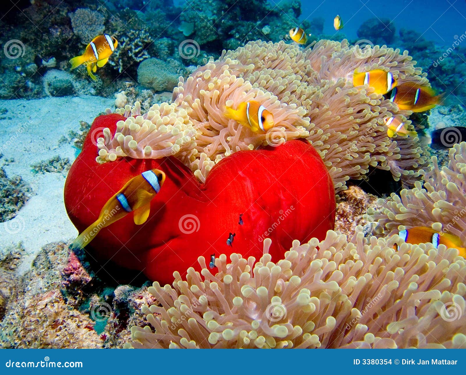 Nemo City stock photo. Image of tropical, sport, floating - 3380354