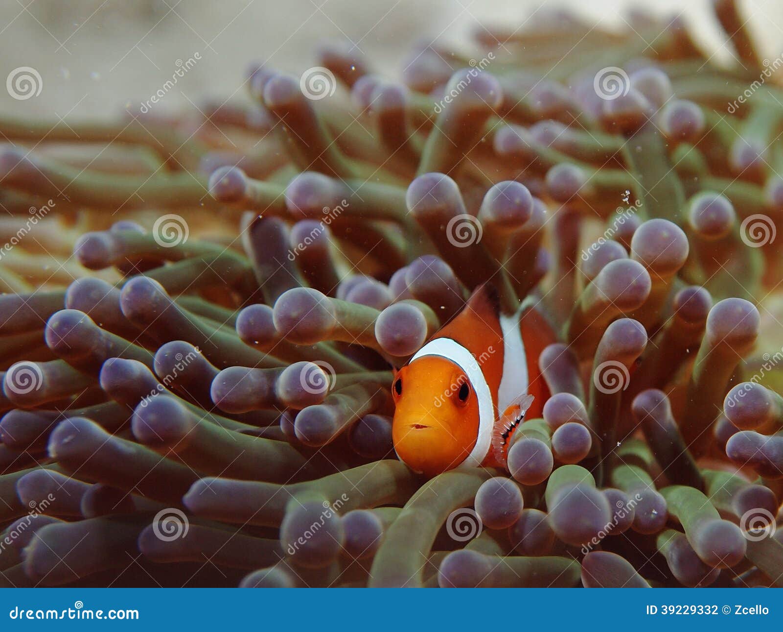 Clown Anemone Fish Stock Photo | CartoonDealer.com #3766860