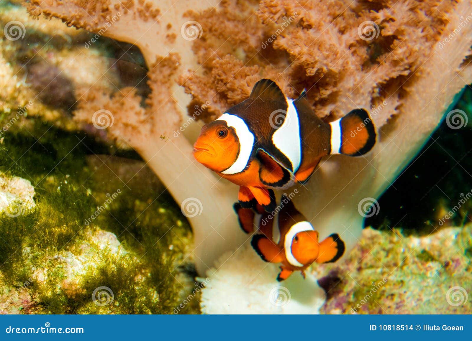 Nemo Clown Fish stock photo. Image of nemo, reef, fish - 10818514