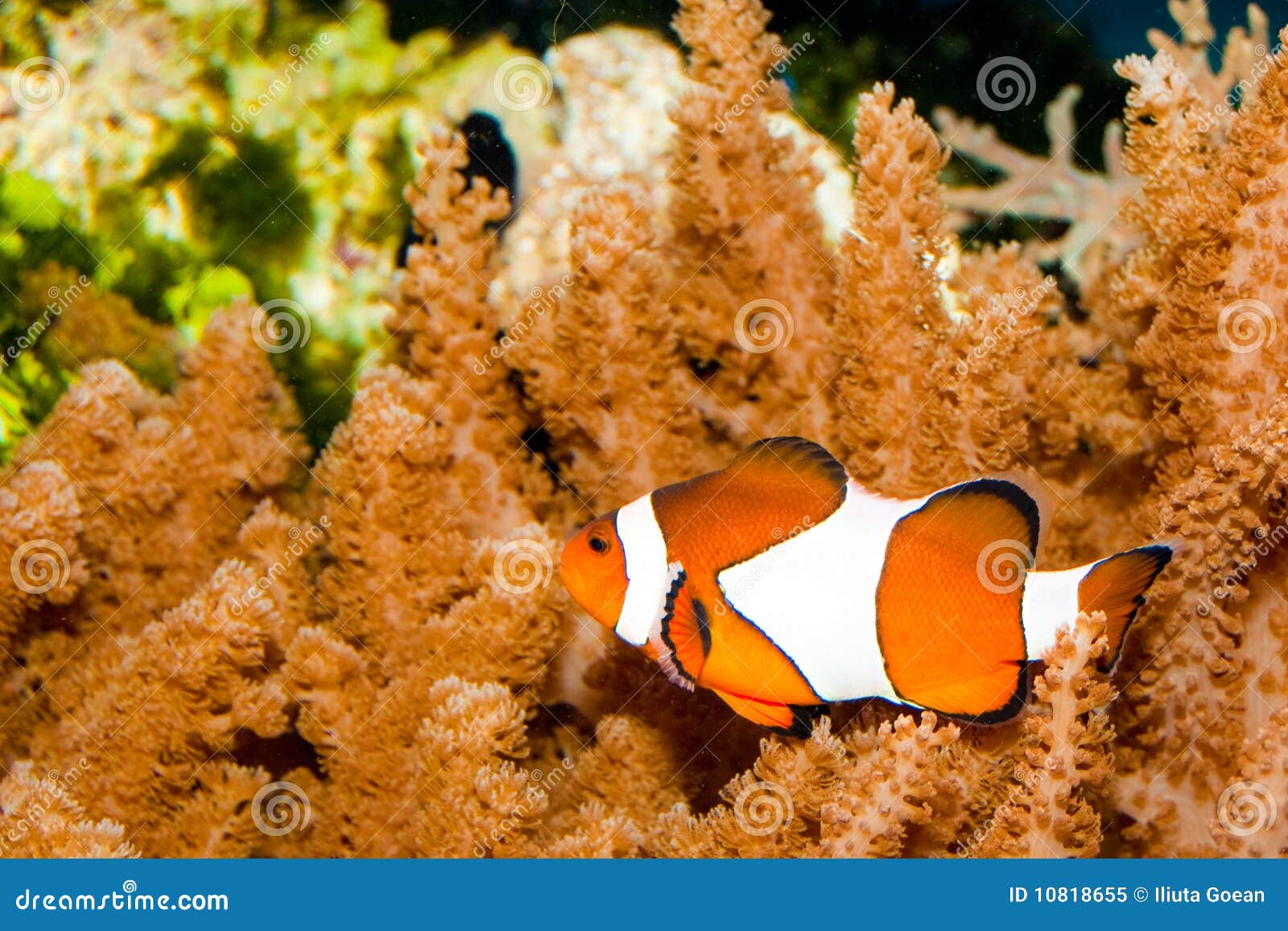 Nemo Clown Fish stock image. Image of nemo, aquarium - 10818655
