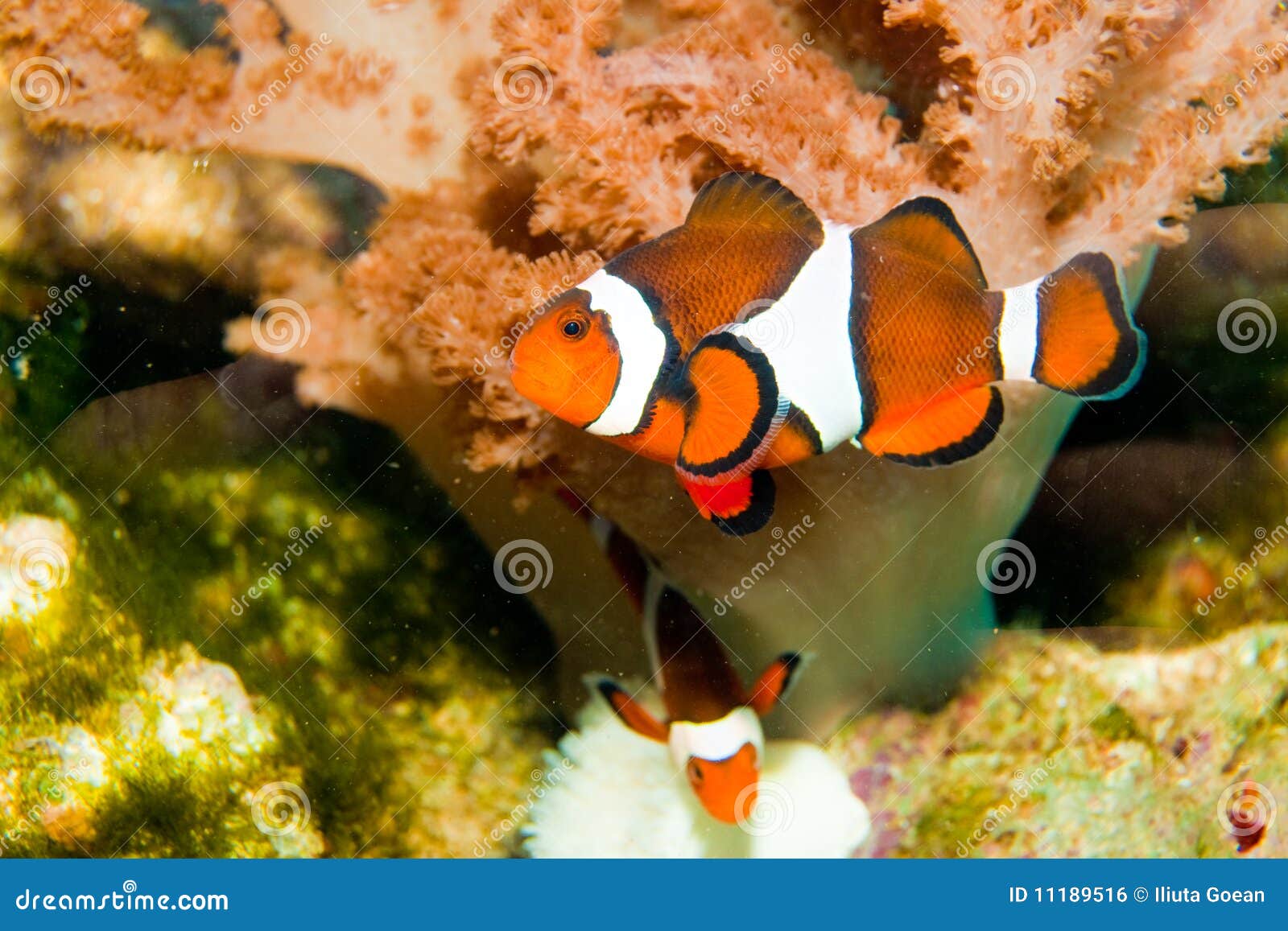 Nemo Clown Fish stock photo. Image of tank, reef, fish - 11189516