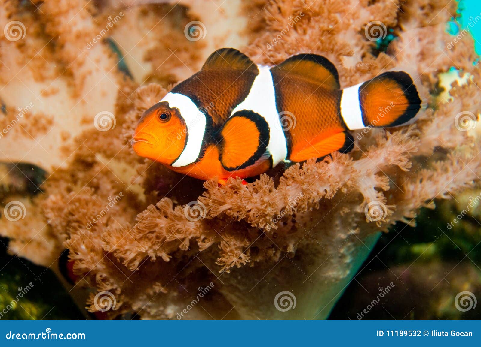 Nemo Clown Fish stock photo. Image of saltwater, tropical - 11189532