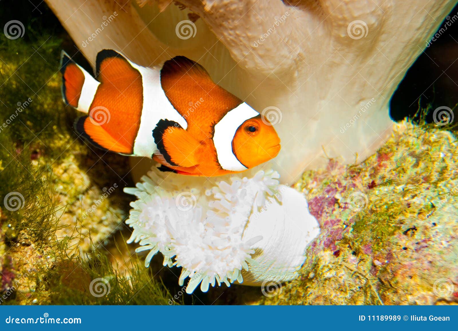 Nemo Clown Fish stock image. Image of fishtank, reef - 11189989