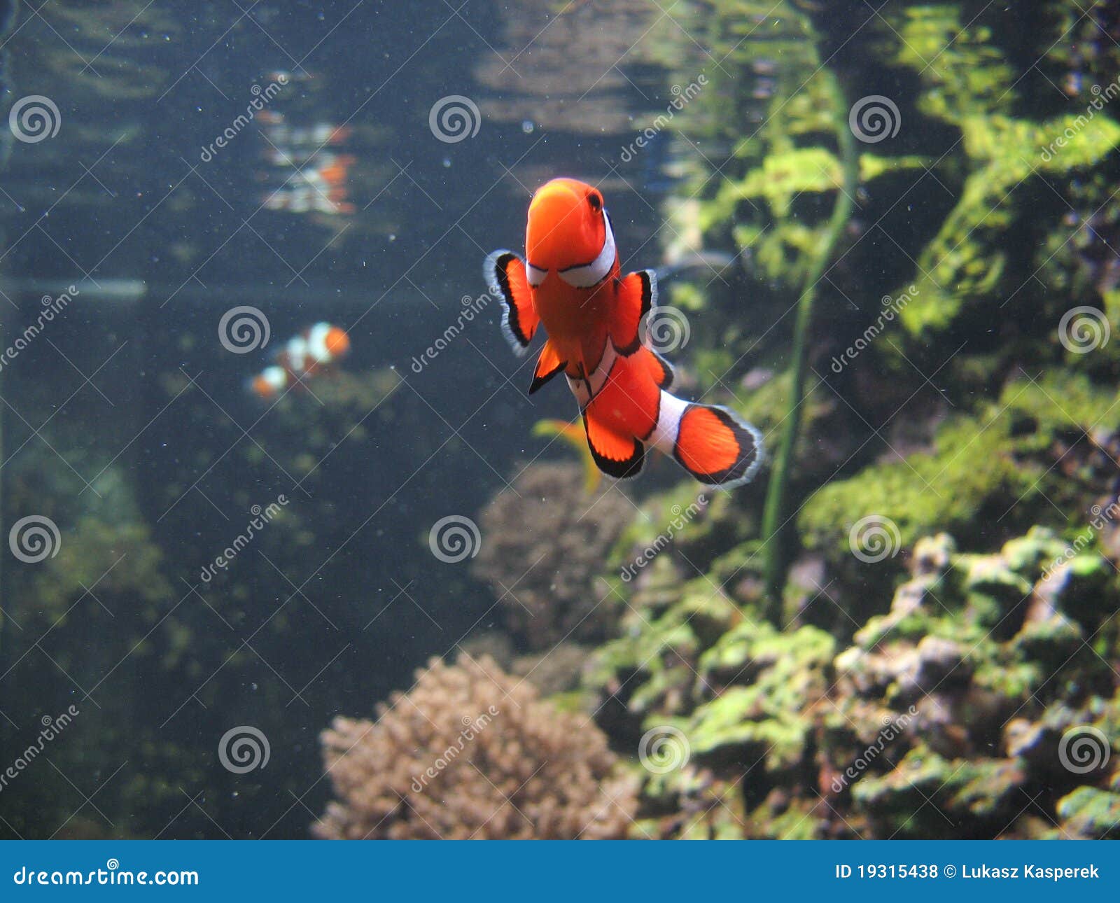 Nemo clown fish stock photo. Image of clownfish, adventure - 19315438