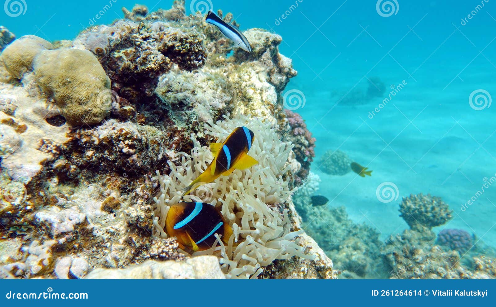 Nemo . Clown Fish Amphiprion (Amphiprioninae). Stock Photo - Image of ...