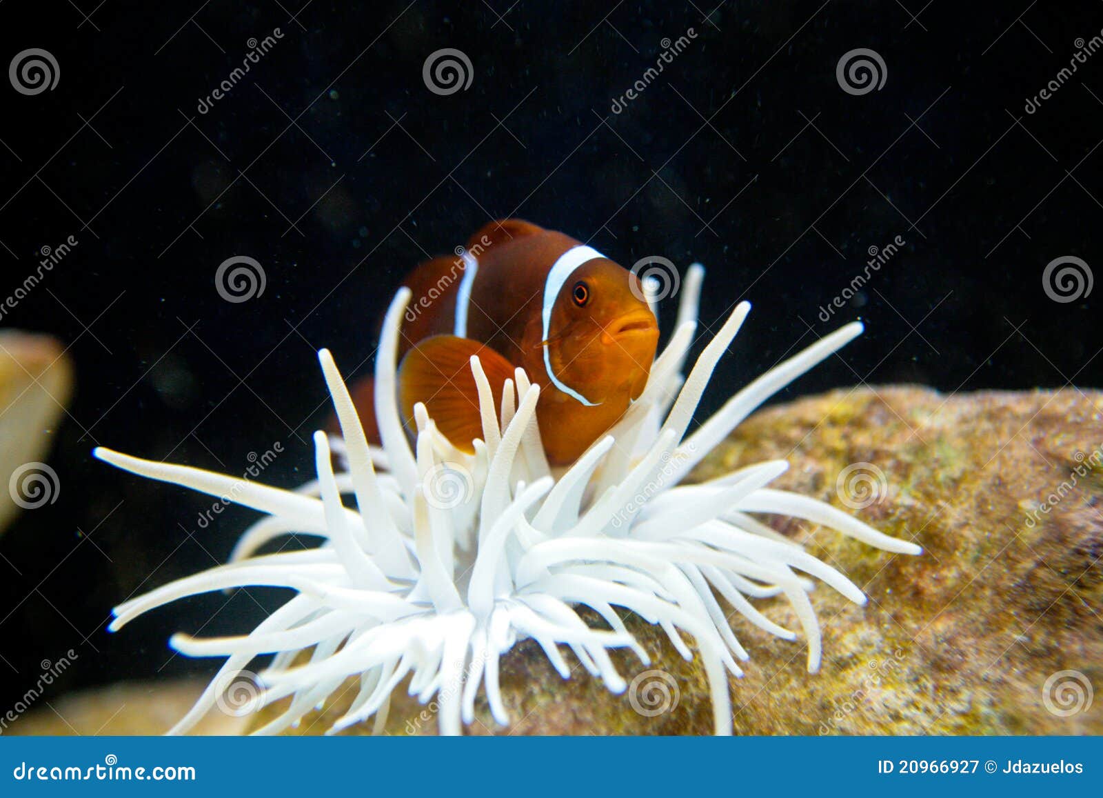 Nemo Clownfish stock image. Image of beauty, diving, green - 20966927